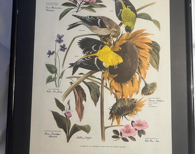 Vintage Arthur Singer Bird Print Number 6 of a Series Birds and ...