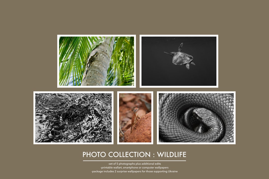 Photo Collection - Wildlife, Printable, Digital Download, 5 Photos + 8 ...