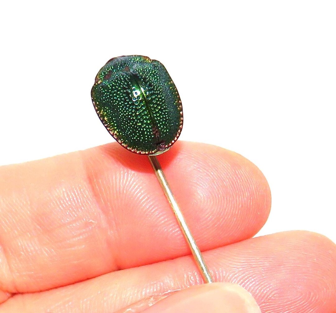 Real Green Leaf Beetle Stickpin - Victorian - Etsy