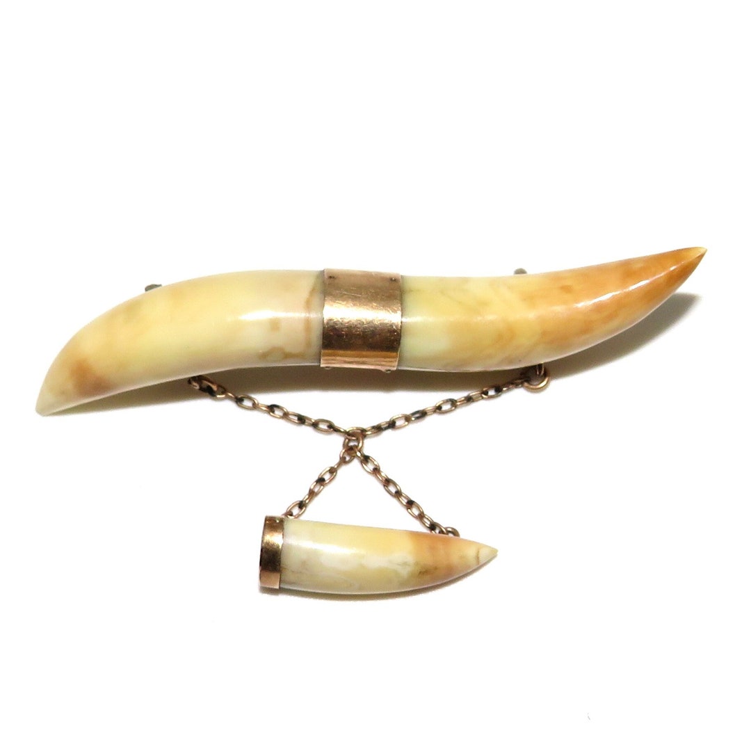 Victorian Animal Tooth Pin With Two Large and One Small Tooth - Etsy