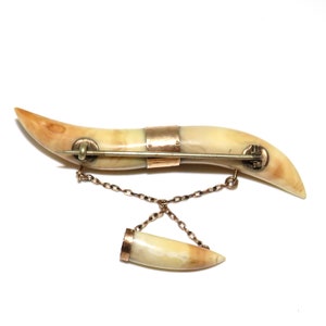 Victorian Animal Tooth Pin With Two Large and One Small Tooth - Etsy