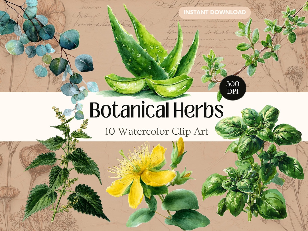 Botanical Herb Clip Art Vintage Medicinal Herbs Ephemera Apothecary ...