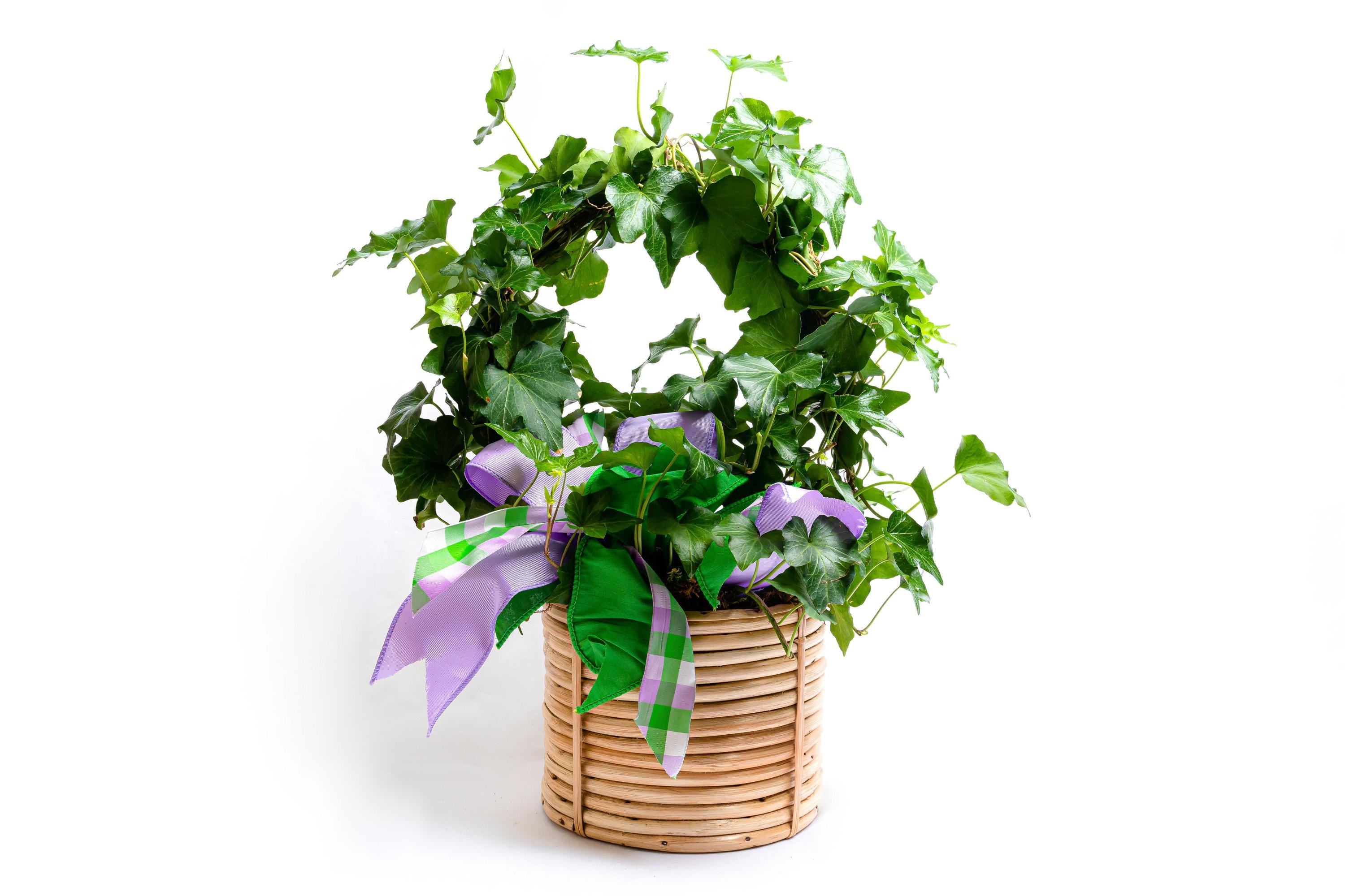 Classic Cane Cachepot | Elegant Indoor Rattan Garden Planter for ...