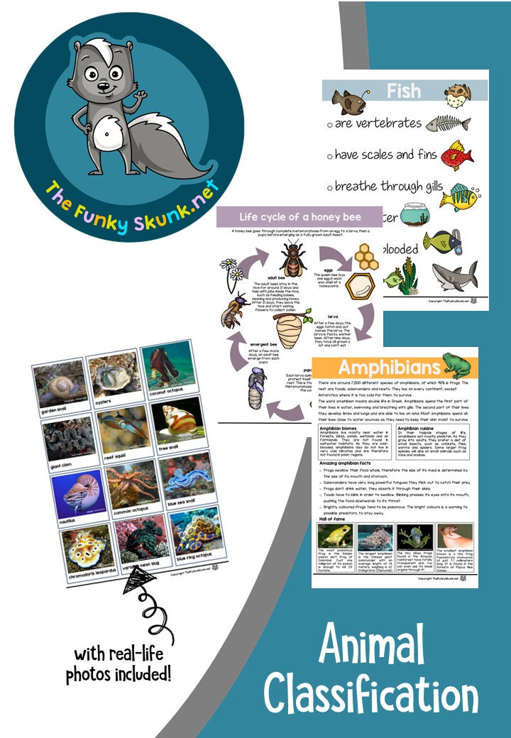 Animal Classifications Picture Book for Kids or Class Room - Etsy