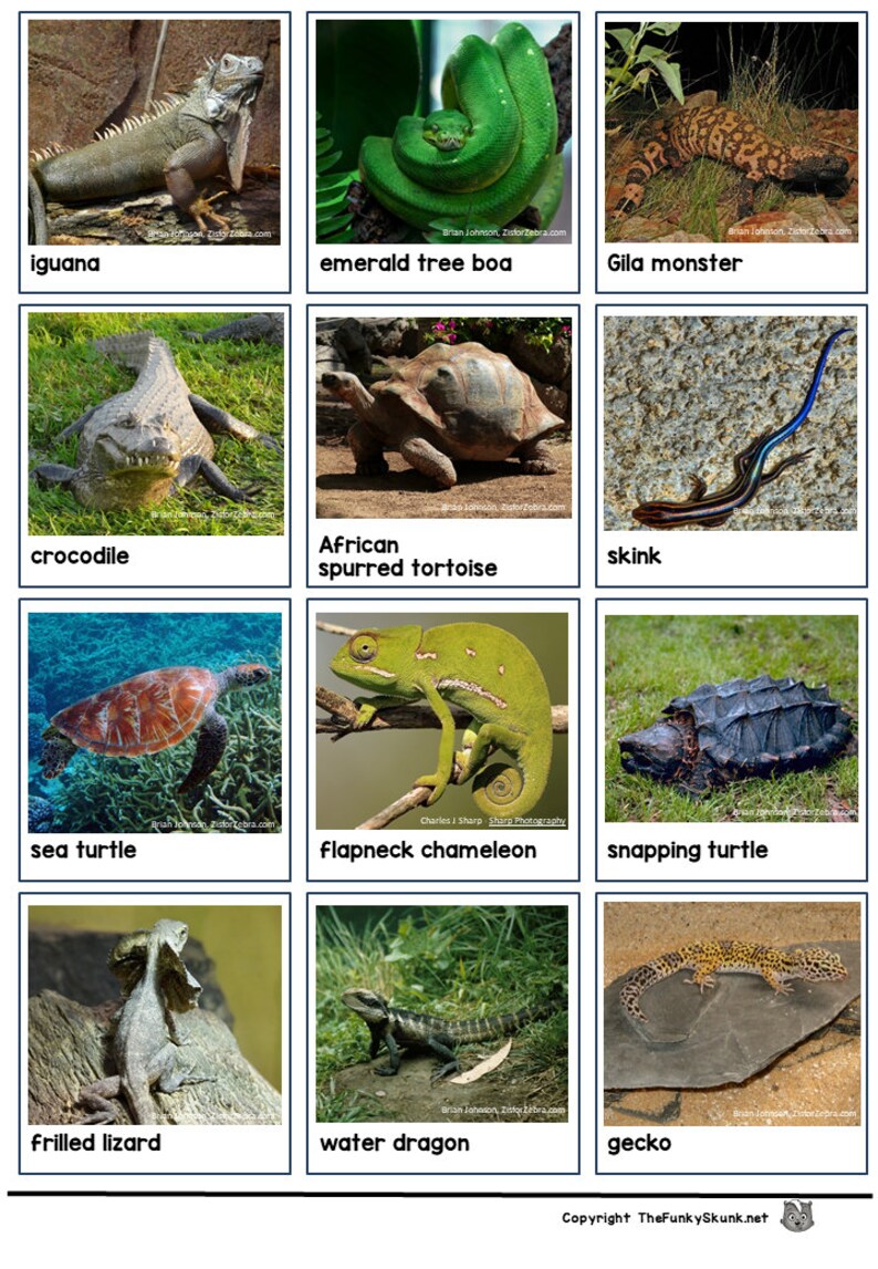 Animal Classifications Picture Book for Kids or Class Room - Etsy