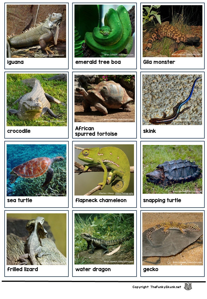 Animal Classifications Picture Book for Kids or Class Room - Etsy