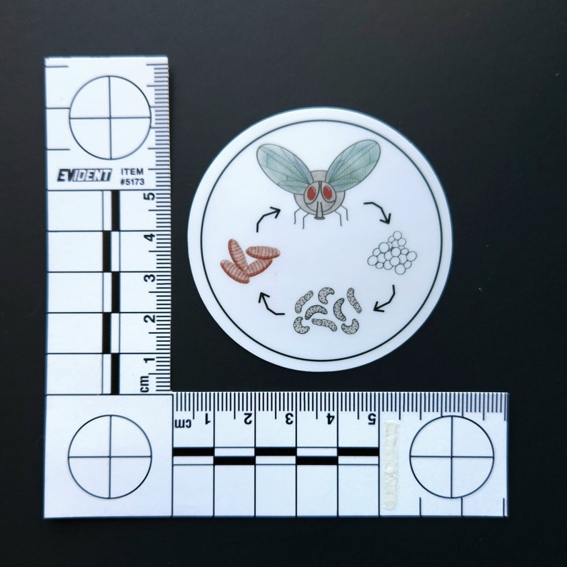 Fly Life Cycle | Entomology | Forensic Bug Sticker - Etsy