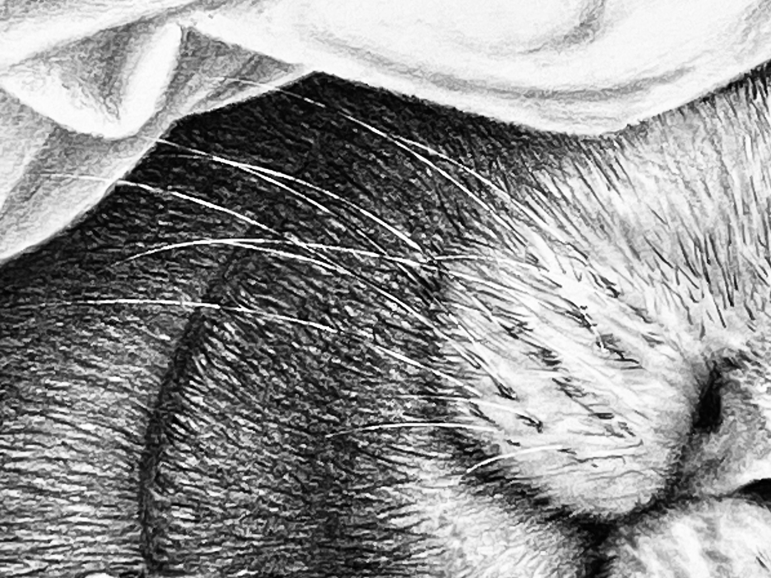 Cozy Snug as a Bug Wrinkled Duvet Original Hand Drawn Wall Art ...