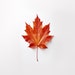 Maple Leaf - Fiery Maple Leaf | Artful Images | Artistic Design | Tree ...
