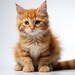 Kitten Simba Digital Image Instant Download Arts Crafts Media - Etsy Canada