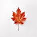 Maple Leaf - Fiery Maple Leaf | Artful Images | Artistic Design | Tree ...
