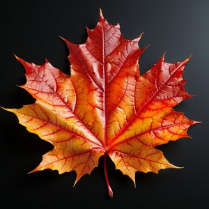 Fiery Maple Leaf PNG. JPG. Images for Download. AI Generated Images for ...