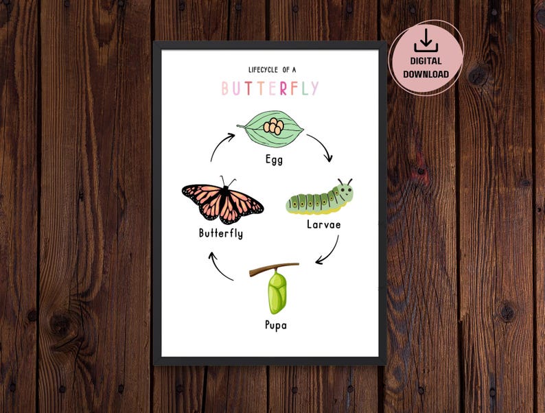 Lifecycle of a Butterfly Poster | Montessori Science Printable | Insect ...