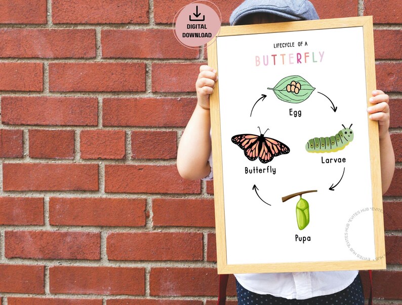 Lifecycle of a Butterfly Poster | Montessori Science Printable | Insect ...