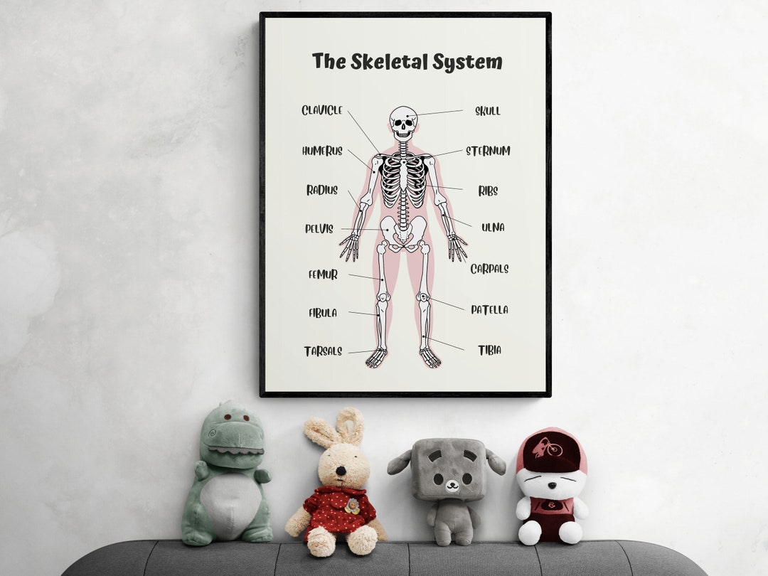 Skeleton System Poster: Detailed Anatomy of the Human Skeleton With ...
