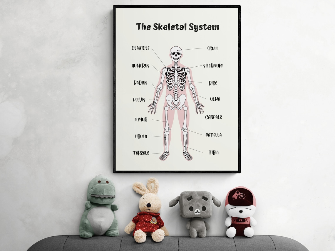 Skeleton System Poster: Detailed Anatomy of the Human Skeleton - Etsy