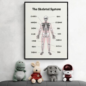 Skeleton System Poster: Detailed Anatomy of the Human Skeleton With ...