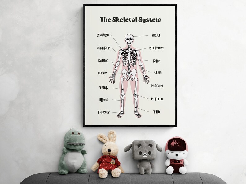 Skeleton System Poster: Detailed Anatomy of the Human Skeleton With ...