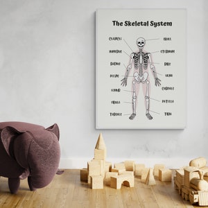 Skeleton System Poster: Detailed Anatomy of the Human Skeleton With ...