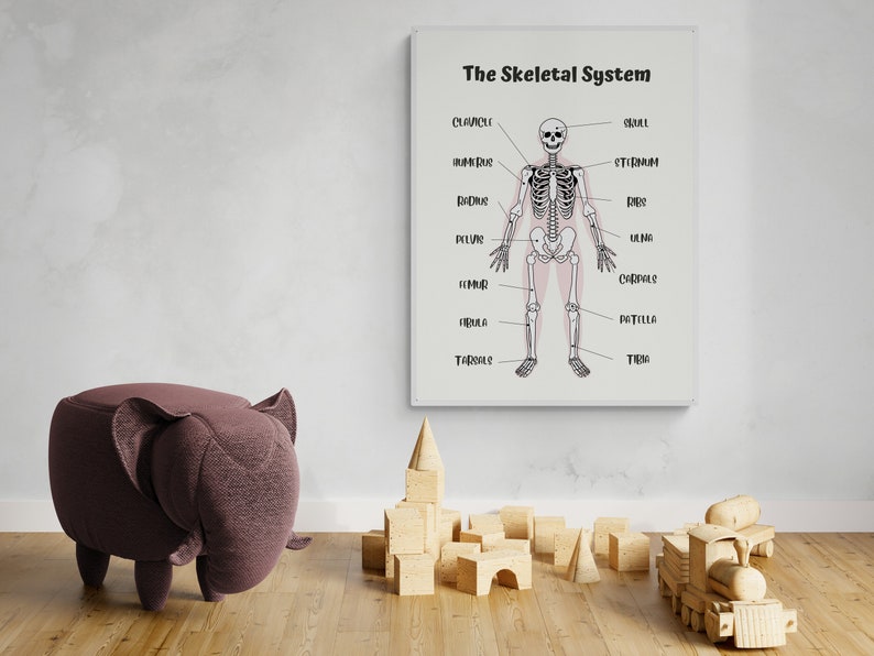 Skeleton System Poster: Detailed Anatomy of the Human Skeleton - Etsy