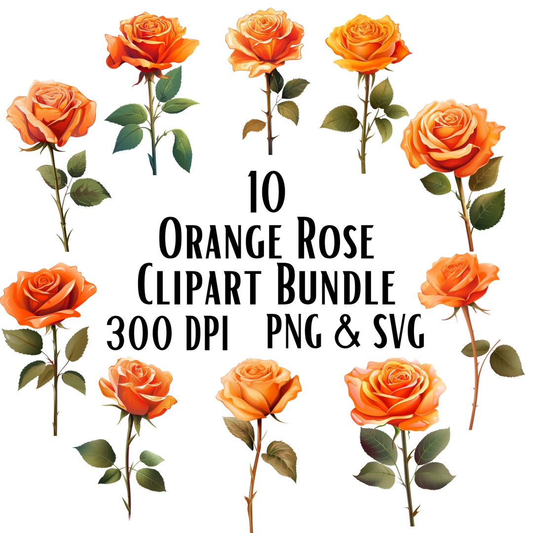 10 Orange Rose Clipart Bundle, High Resolution PNG Flowers, SVG Vector ...
