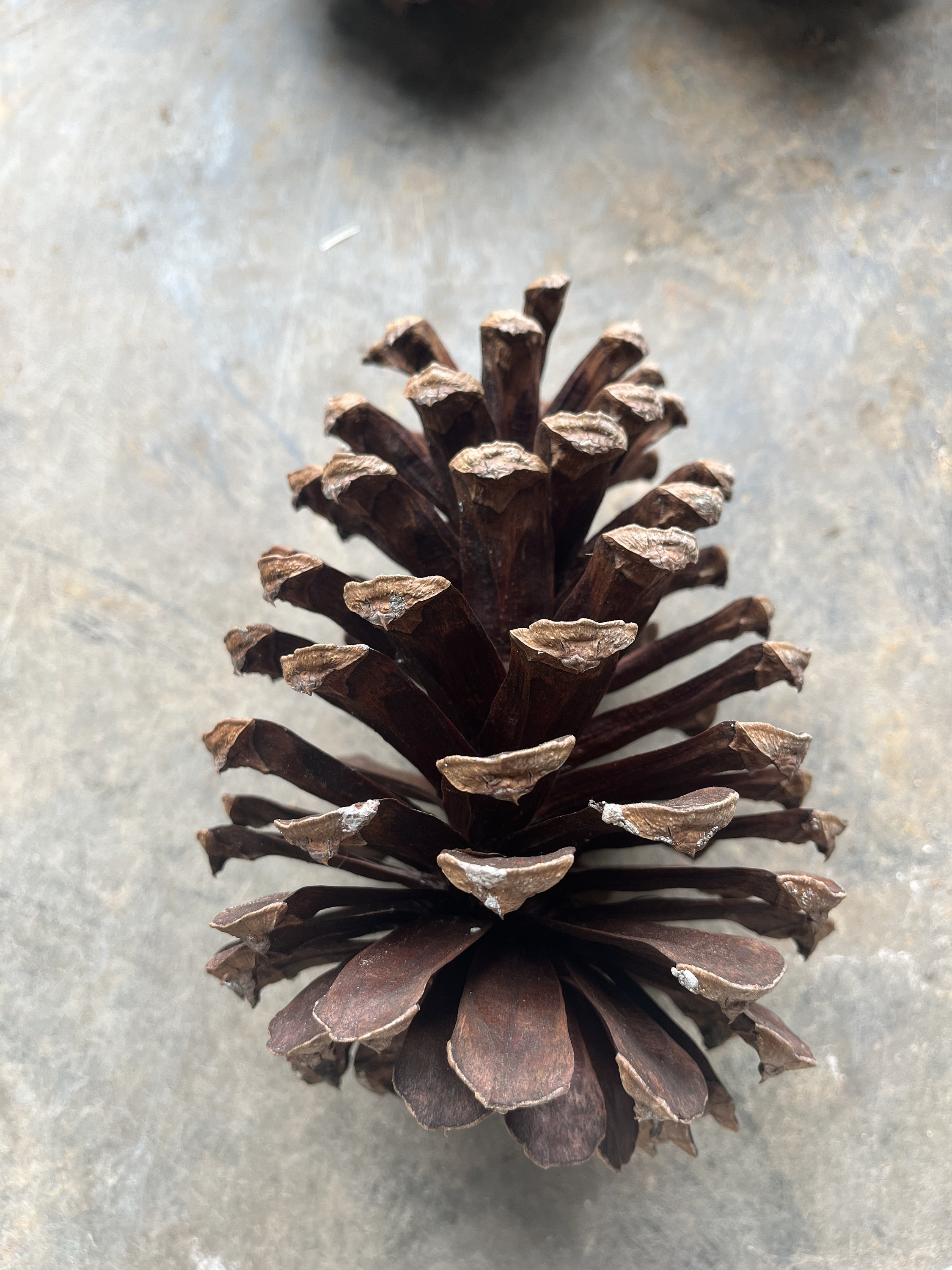 Longleaf Pine Cone