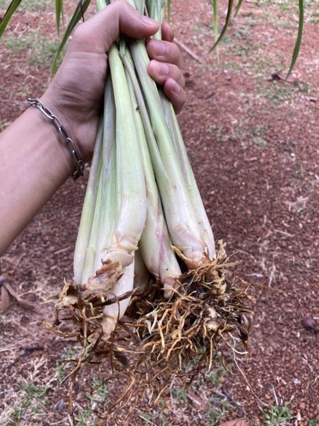 5 Organic Lemongrass Plant With Roots cymbopogon Citratus - Etsy