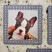 Dog Refrigerator Magnets 3 Pack Fridge Magnets Boston Terrier Frenchton ...