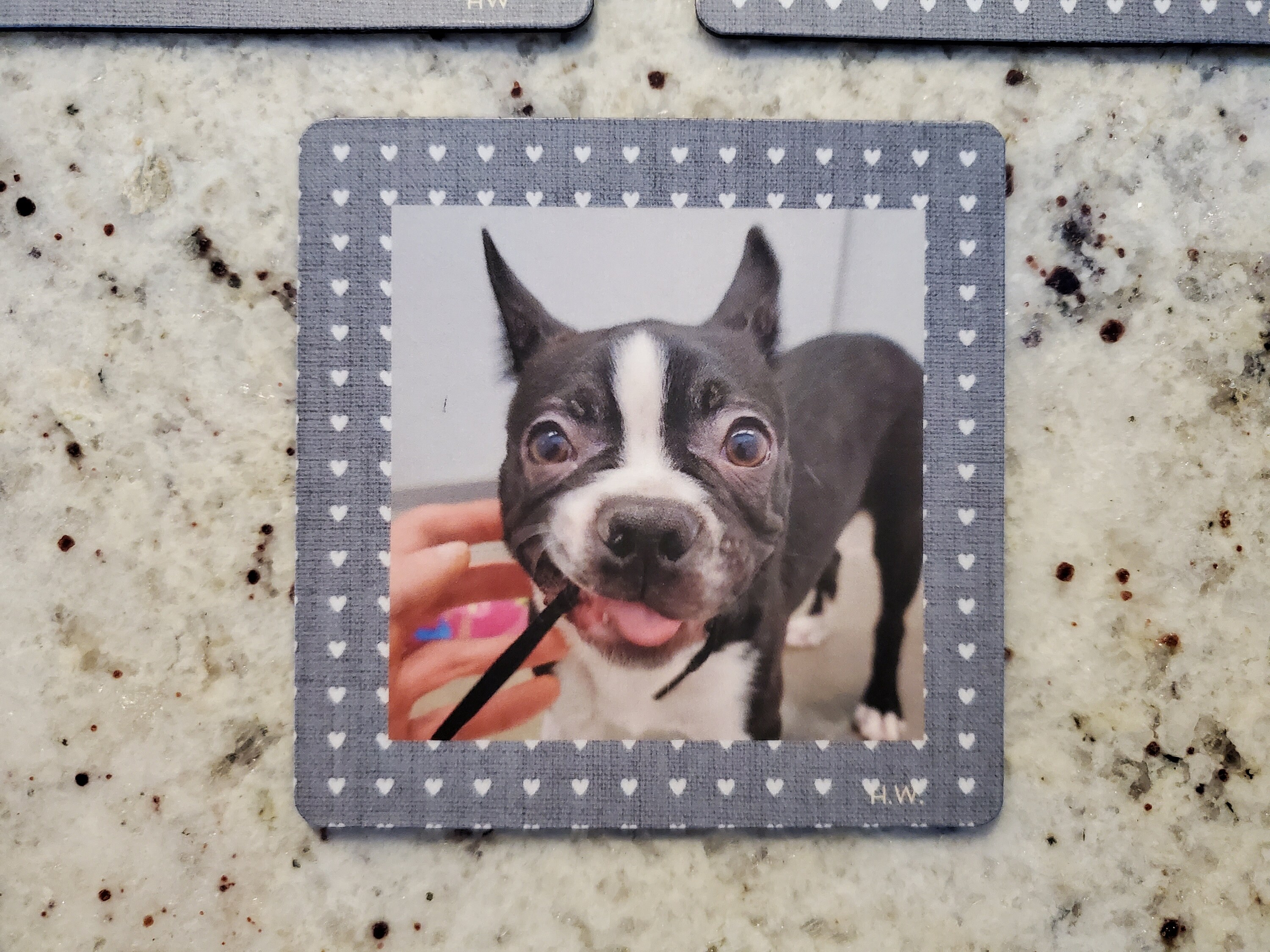 Dog Refrigerator Magnets 3 Pack Fridge Magnets Boston Terrier Frenchton ...