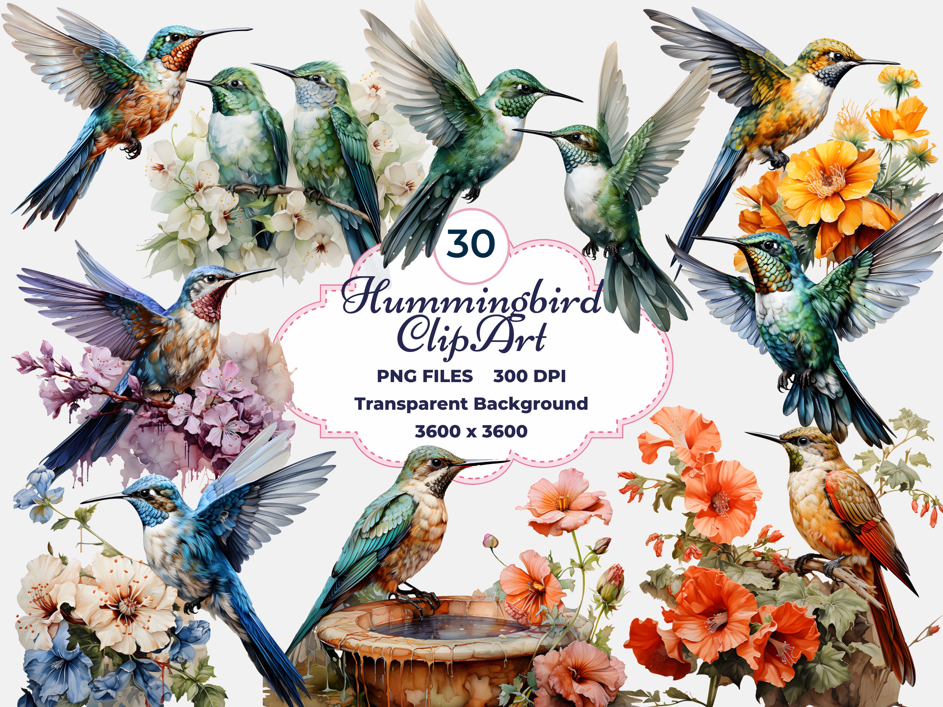 Hummingbird Clipart Watercolor Hummingbird PNG Hummingbird - Etsy