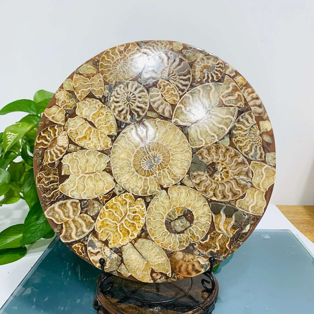 645g Natural Ammonite Conch Specimen Crystal Quartz,carved Conch ...