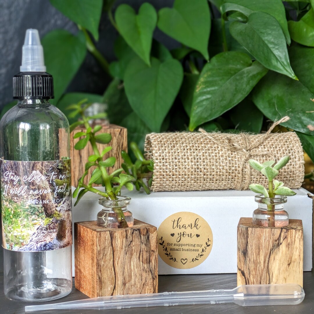 Plant Magnet Includes Live Plant Clippings or Dried Greenery for ...