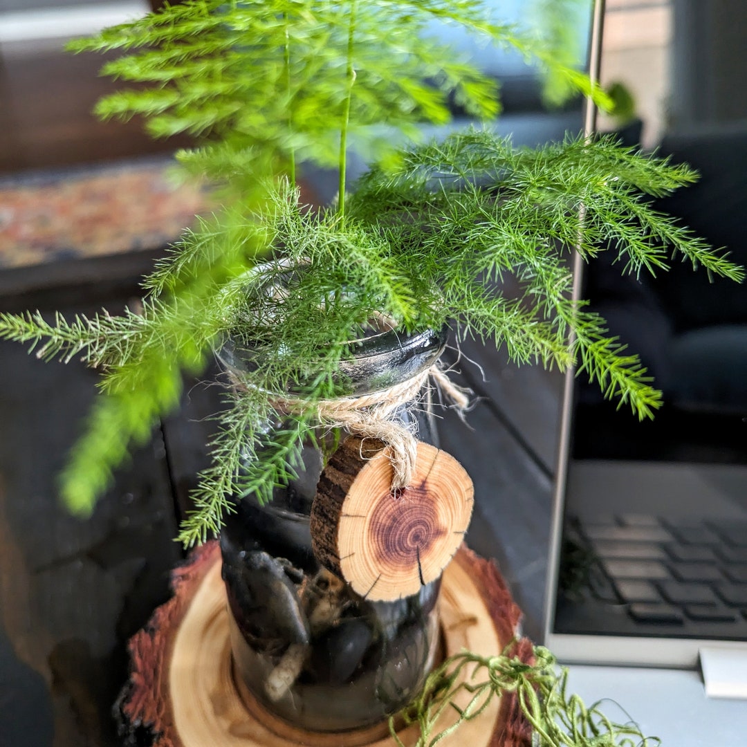 Asparagus Fern Bonsai With Log Vase Stand Fern Plumosus Fern Setaceus ...