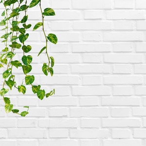 Hanging Plant Zoom Background With Clean White Brick Wall, Virtual ...