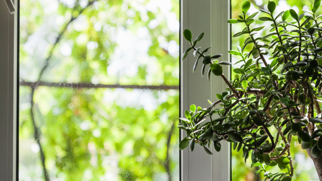 Realistic Plants Virtual Background, Green Leaves Zoom Background ...