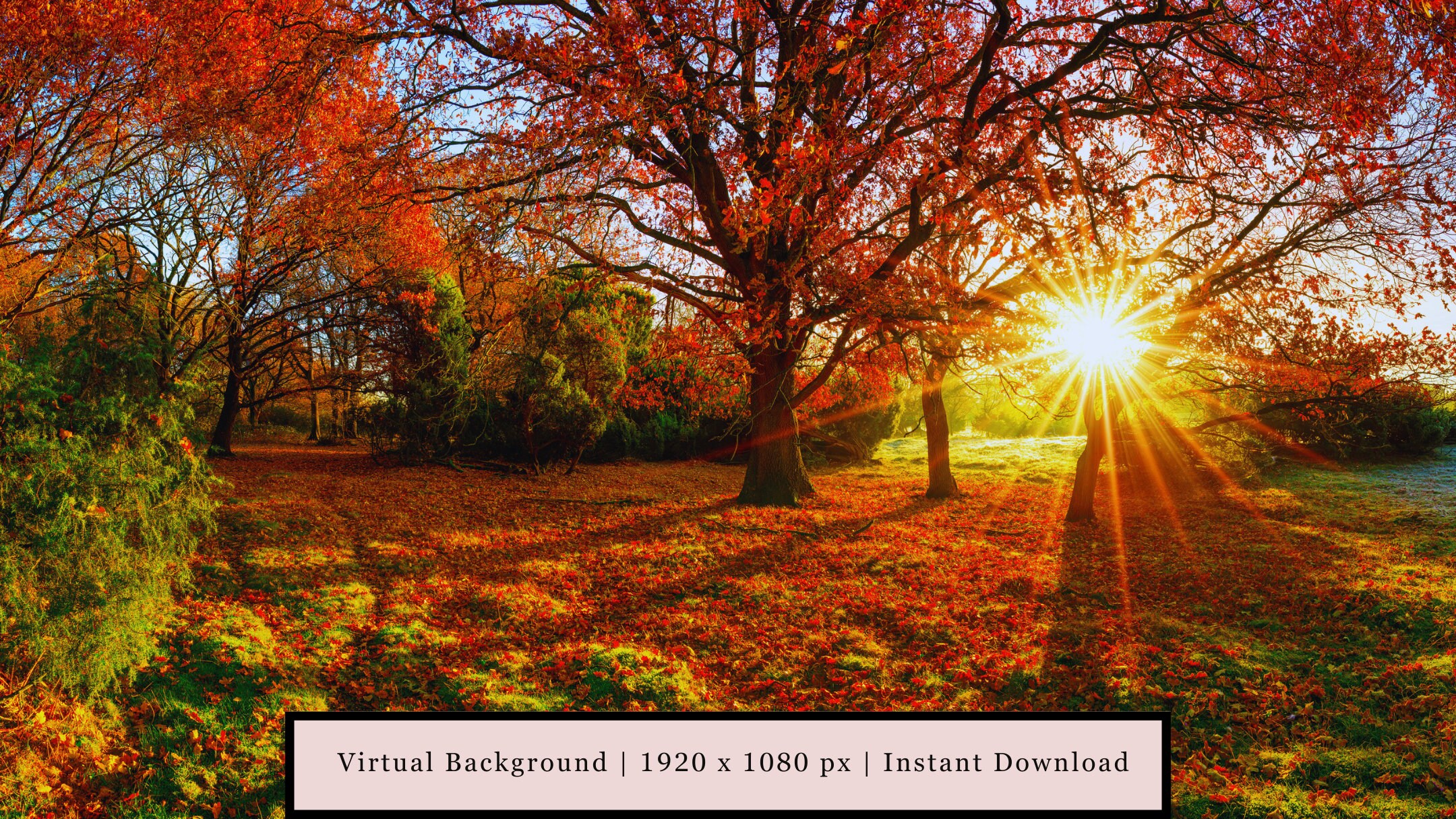 Fall Leaves Instant Download Virtual Background, Best Microsoft Teams ...