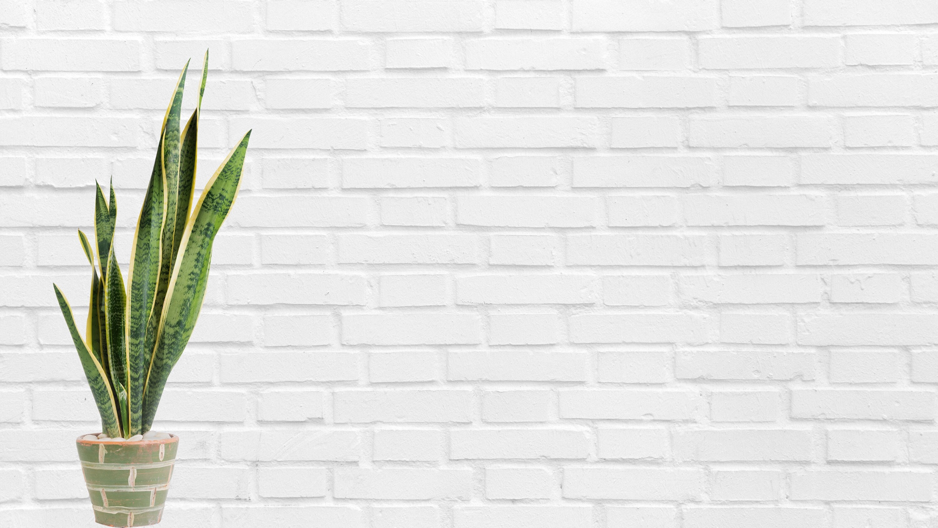 Bright White Minimalist Zoom Background With Brick Wall and Plant ...