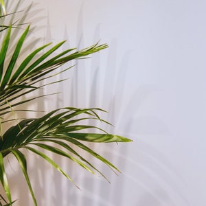 Plain Wall Virtual Zoom Background, Plant MS Teams Digital Virtual ...