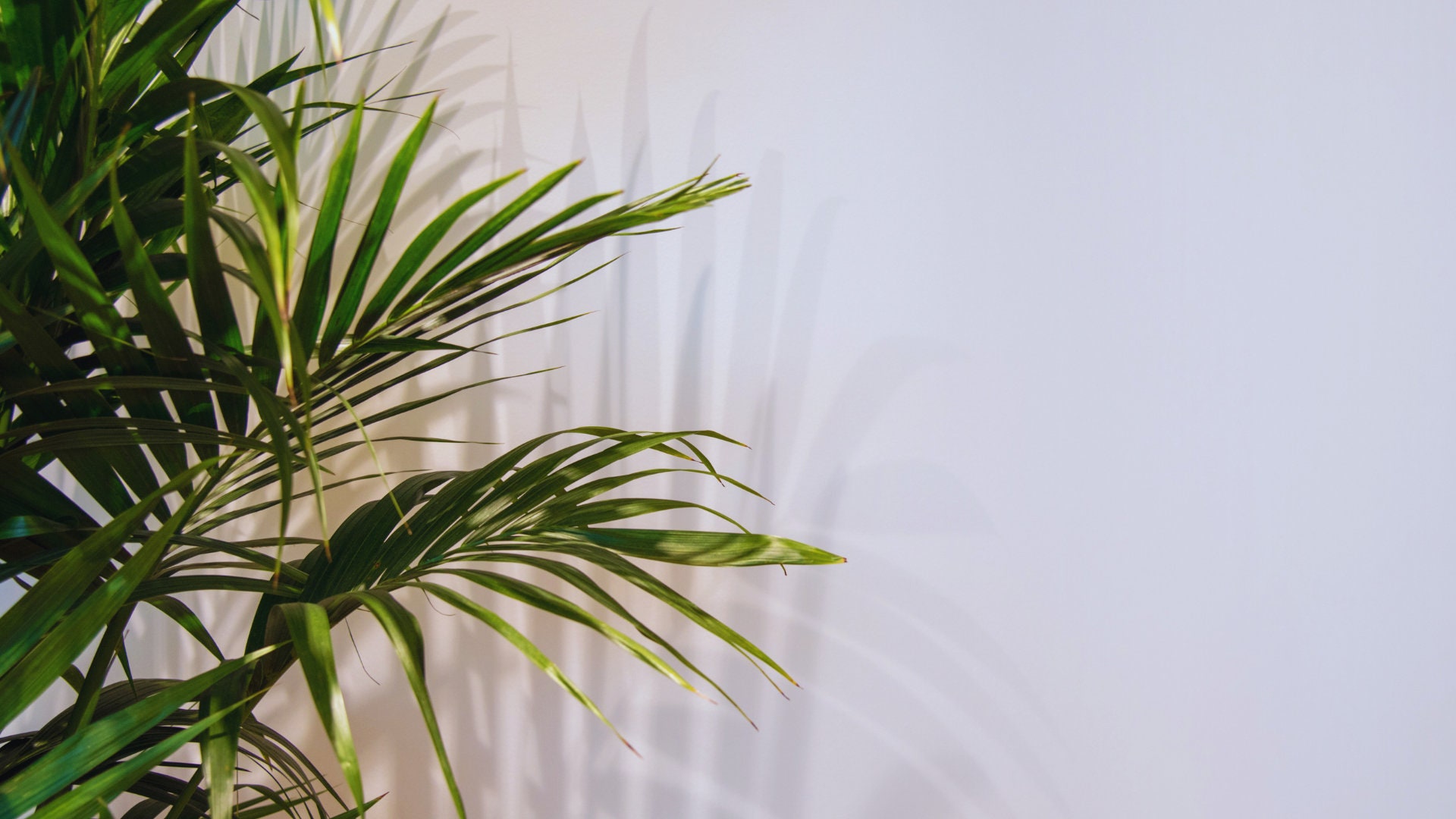 Plain Wall Virtual Zoom Background, Plant MS Teams Digital Virtual ...