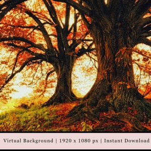 Forest Zoom Background, Fall Virtual Background, Microsoft Teams Trees ...