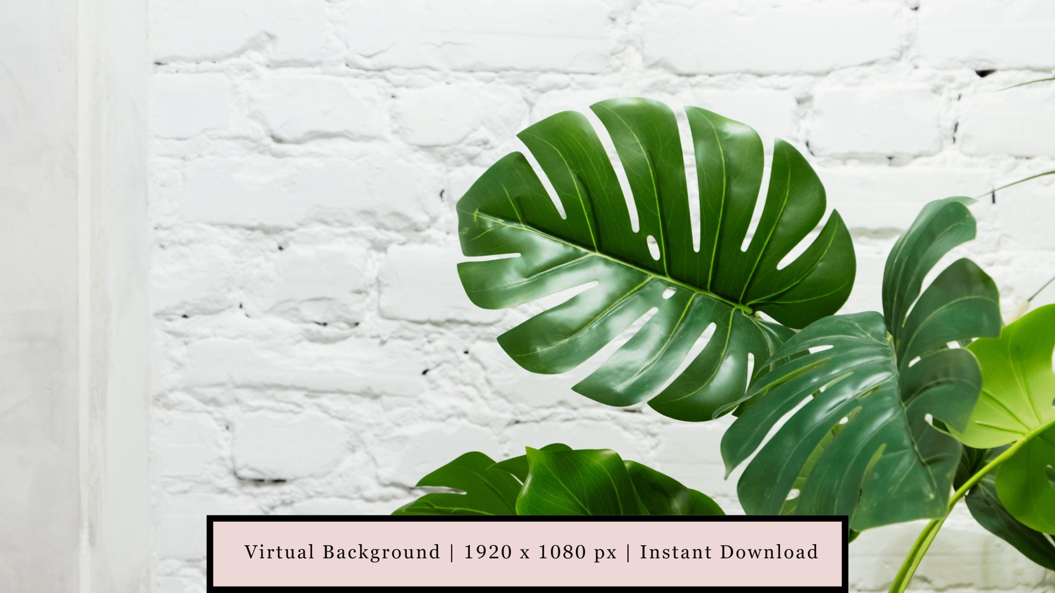 Plain Wall and Plant Background, White Zoom Background Instant Download ...