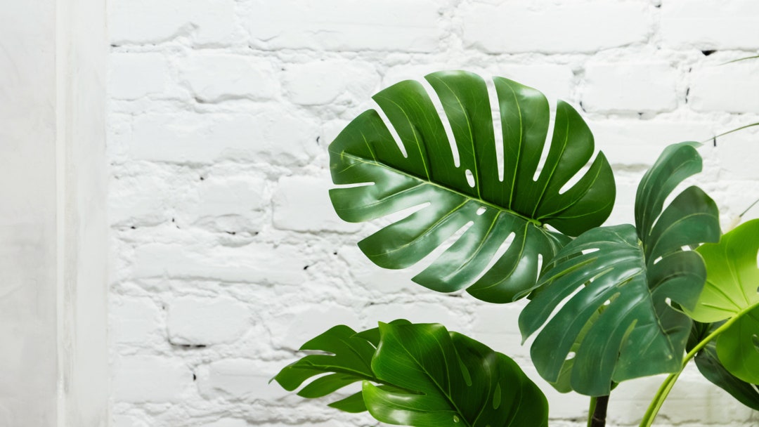 Plain Wall and Plant Background, White Zoom Background Instant Download ...