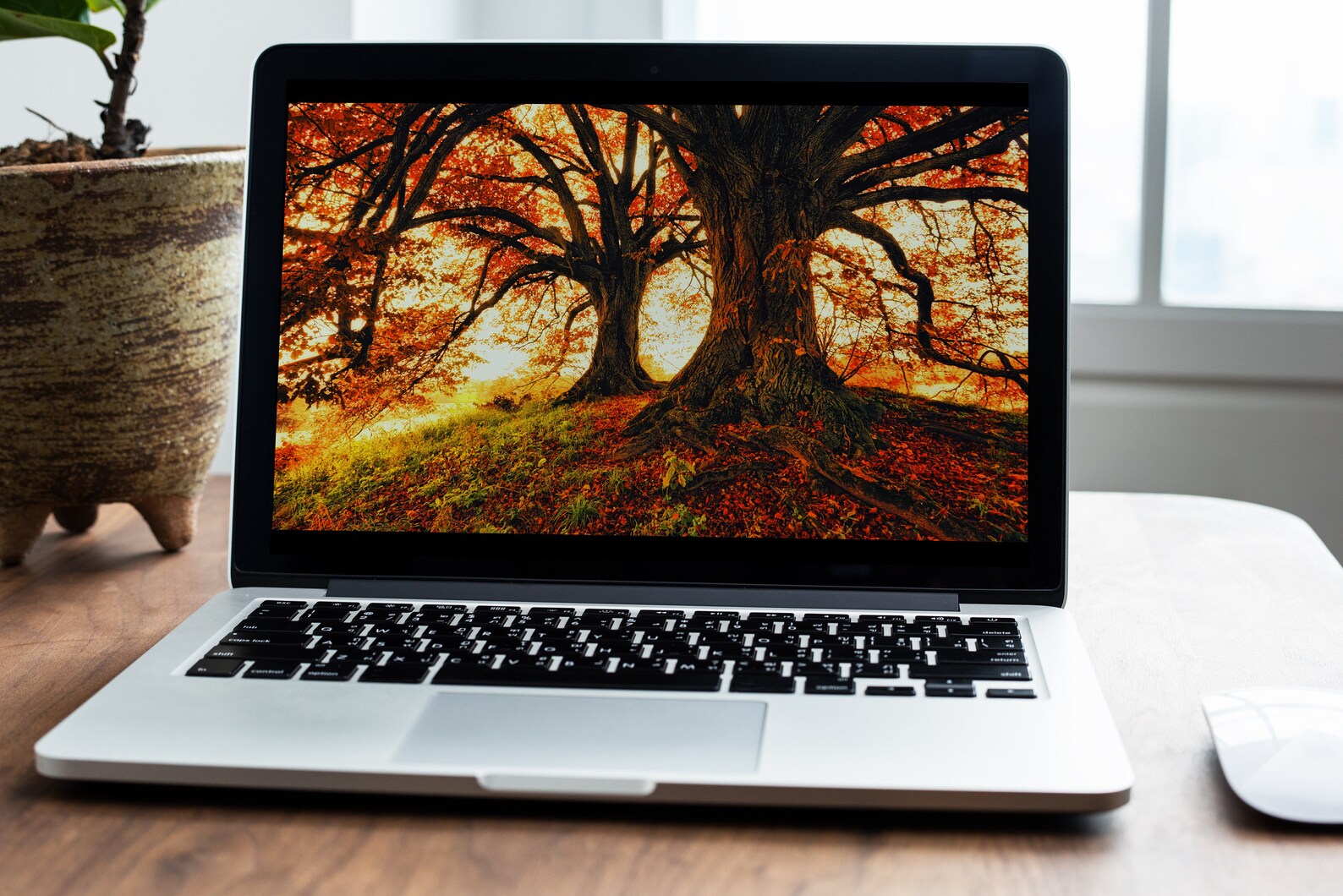 Forest Zoom Background, Fall Virtual Background, Microsoft Teams Trees ...