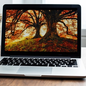 Forest Zoom Background, Fall Virtual Background, Microsoft Teams Trees ...