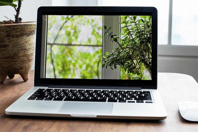 Realistic Plants Virtual Background, Green Leaves Zoom Background ...