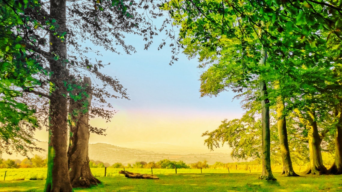 Forest Zoom Background Instant Download, Microsoft Teams Virtual ...