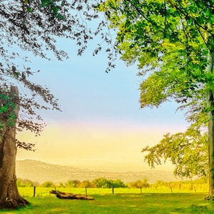 Forest Zoom Background Instant Download, Microsoft Teams Virtual ...