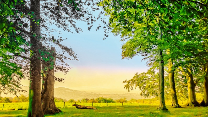 Forest Zoom Background Instant Download, Microsoft Teams Virtual ...