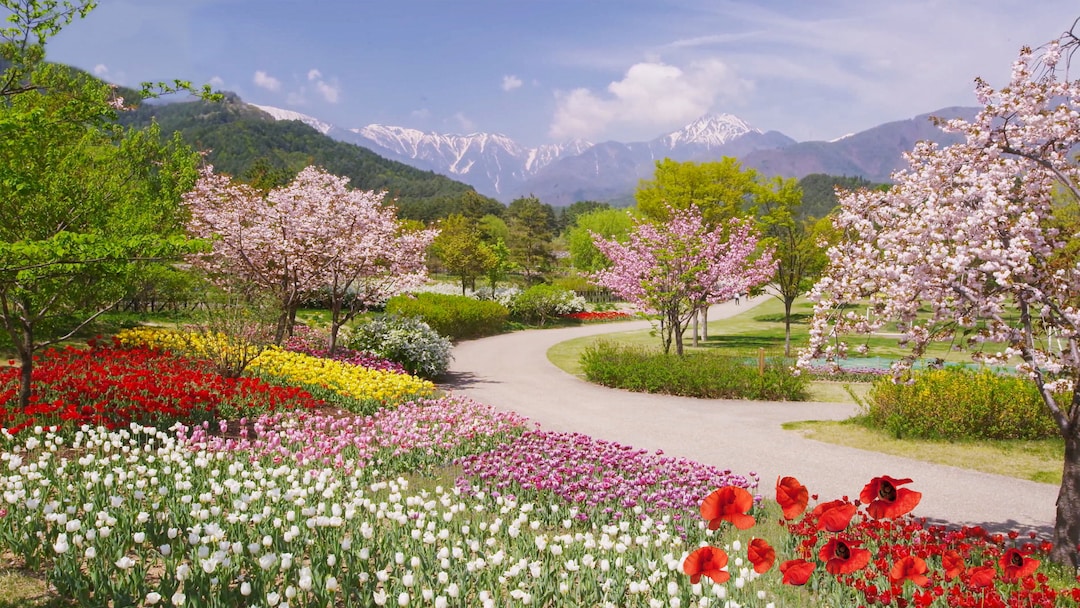 Scenic Landscape Zoom Background, Work From Home Virtual Background ...