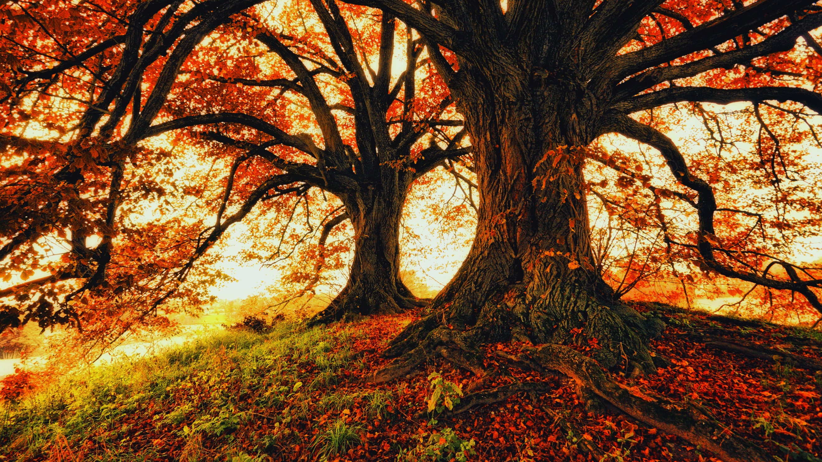Forest Zoom Background, Fall Virtual Background, Microsoft Teams Trees ...
